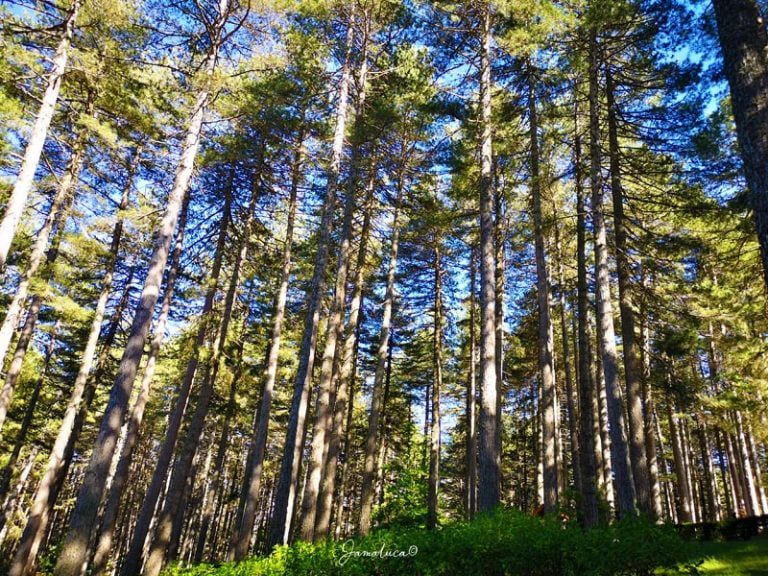 Centro Visite Garcea: un gioiello nel Parco Nazionale della Sila - Jamaluca