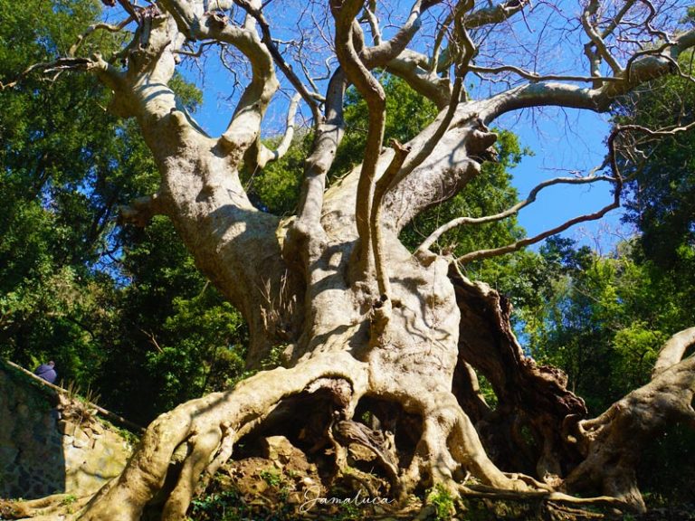 Il Platano di Curinga: il gigante millenario della Calabria - Jamaluca